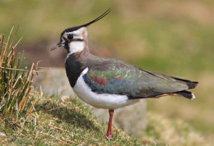 Lapwing Breeding on Bengeo Field – Stop Bengeo Quarry